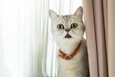 Questions About Cats - Senior Cat Wellness