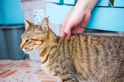 Why Is My Cat In Pain When Touched On The Back?