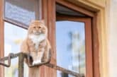 Will Cats Jump Off Balconies? (High-Rise Syndrome)