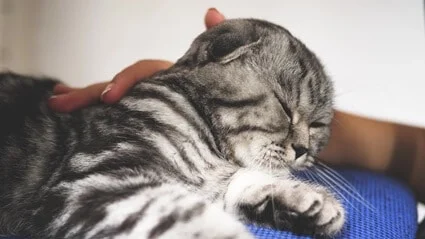 Why Is My Cat In Pain When Touched On The Back?