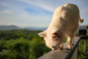 Will Cats Jump Off Balconies? (High-Rise Syndrome)