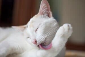 Why Do Cats Pull Their Fur Out in Chunks?