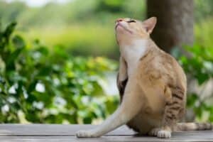 Why Is My Cat Scratching Its Ears Until They Bleed?