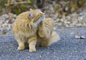 Why Is My Cat Scratching Its Ears Until They Bleed?