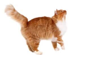 Why Do Cats Tails Puff Up Suddenly? - Senior Cat Wellness