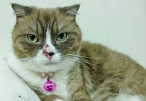 How To Stop Nosebleeds in Cats (Epistaxis) - Senior Cat Wellness