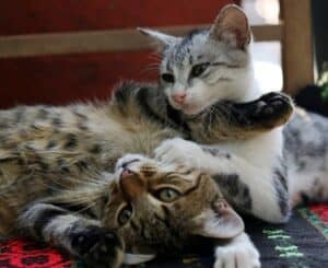 Will Cats Breed with Their Offspring? - Senior Cat Wellness