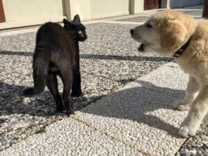 Animals That Prey on Cats (Feline Predators List)!