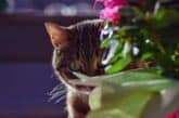How To Interact with Shy Cats - Senior Cat Wellness