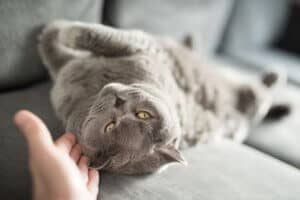 Why Do Cats Roll Over When They See You? - Senior Cat Wellness