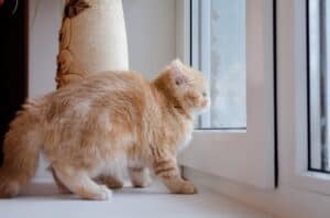 Can Declawed Cats Defend Themselves? - Senior Cat Wellness