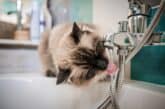Why Do Cats Have Wet Noses? - Senior Cat Wellness