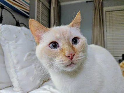 10 Flame Point Siamese Cat Personality Traits And Behaviors