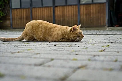 Why Do Cats Wiggle Before Attacking? - Senior Cat Wellness