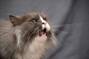What Does It Mean When A Cat Burps? - Senior Cat Wellness