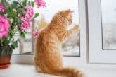 Can Cats See Through Glass? - Senior Cat Wellness