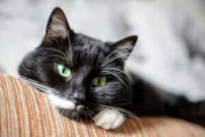 What To Do When Your Missing Cat Returns Home