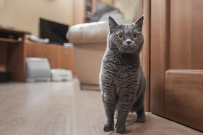 How To Get Over The Guilt of Rehoming A Cat - Senior Cat Wellness