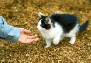 Why Do Cats Reach Out To Touch You? - Senior Cat Wellness