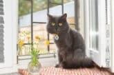 Can Cats See Through Glass? - Senior Cat Wellness