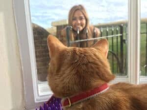 How To Get Your Cat To Come To You When You Call It