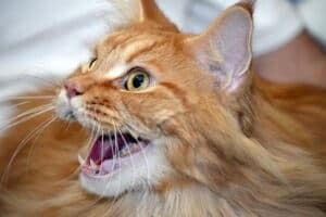 Why Does My Cat Sometimes Meow Silently? (Whisper Meows)