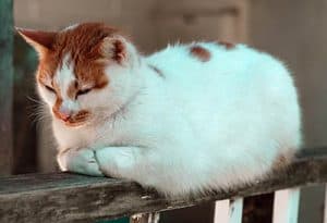 Are Cats Social or Loners? - Senior Cat Wellness